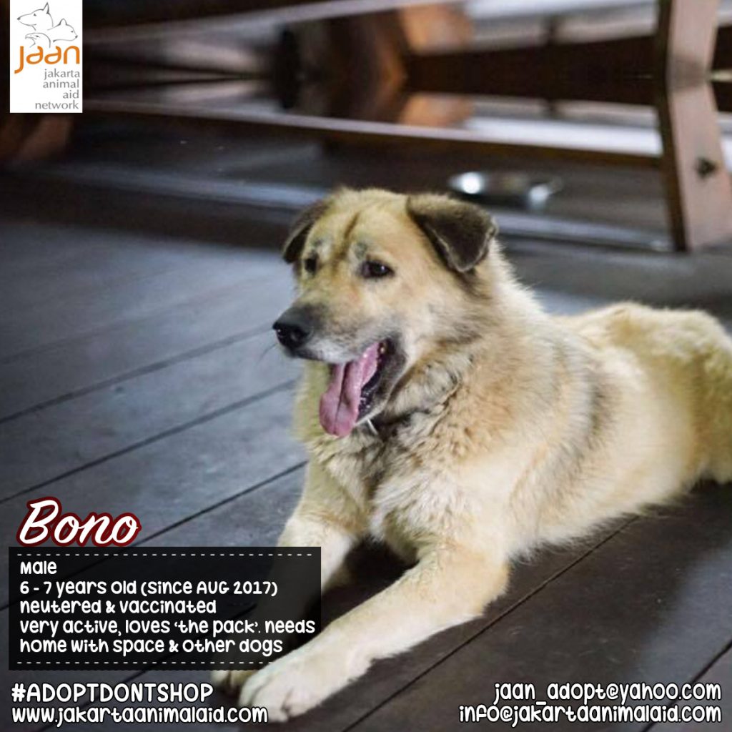 ADOPT A DOG – JAKARTA ANIMAL AID NETWORK
